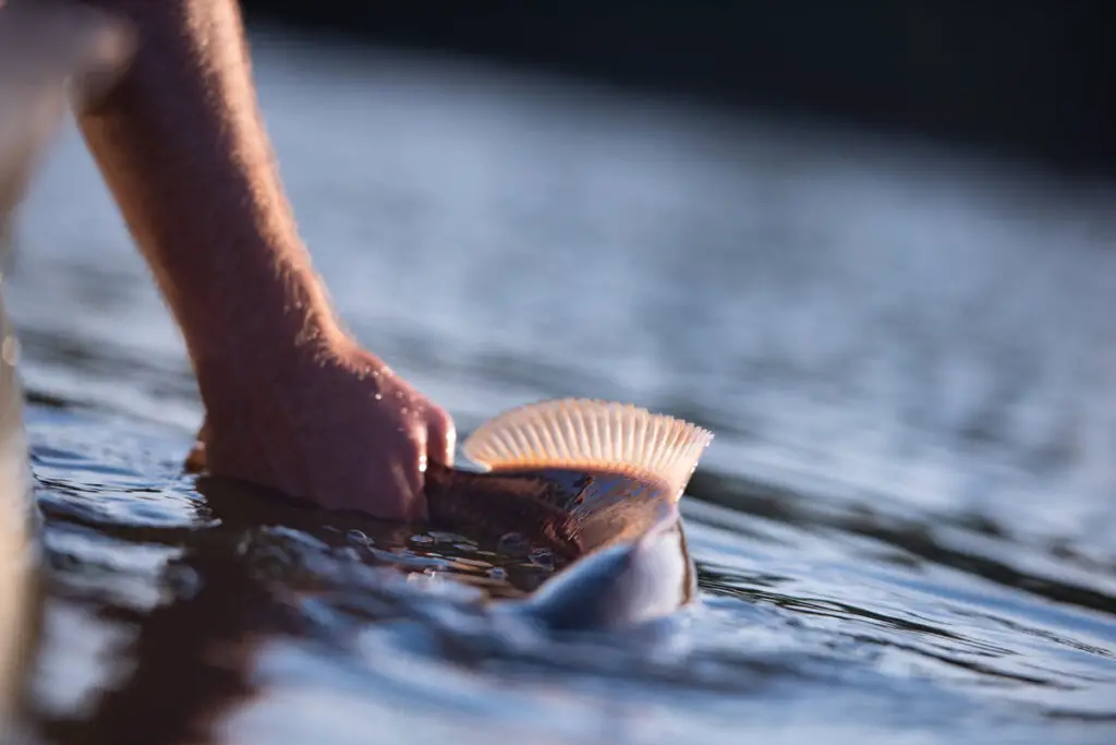 Redfish Surf Fishing Rigs: Tips and Techniques for Successful Fishing ...